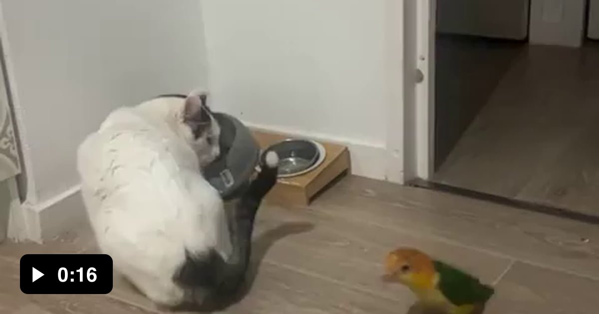 Polly got that cracker... - 9GAG