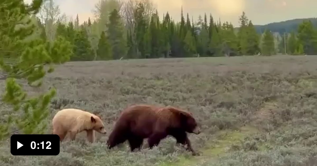We Bear Bear irl - 9GAG