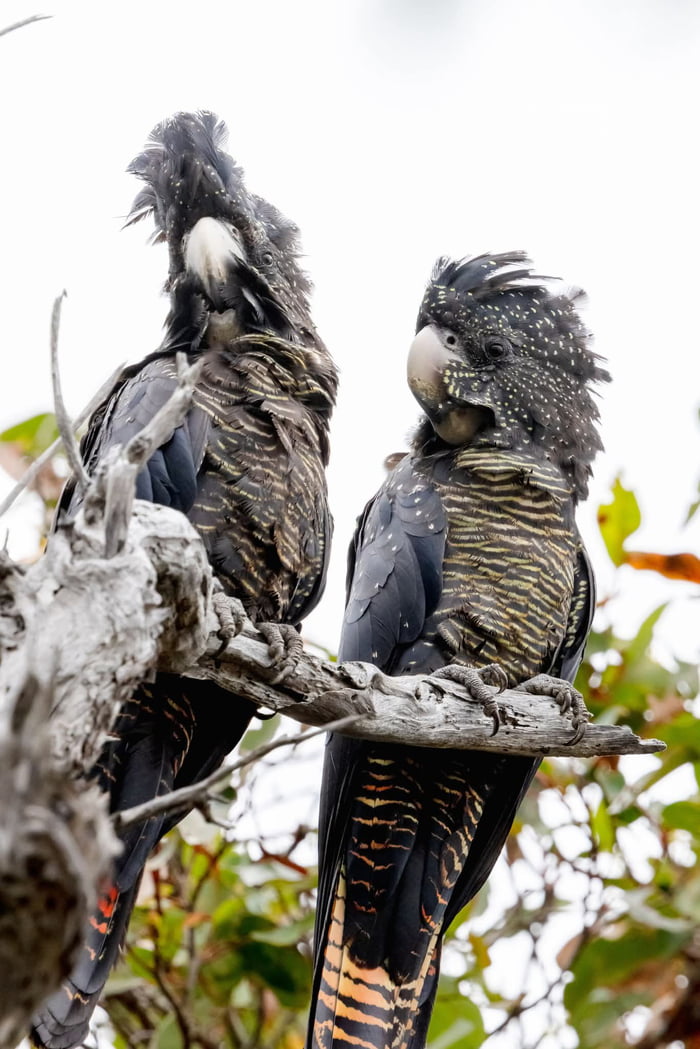 Bird appreciation post #9 - 9GAG