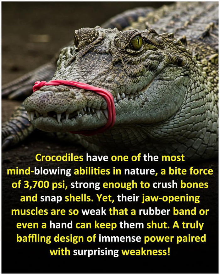 How to starve a croc - 9GAG