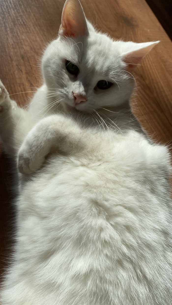 Goodbye my little darling. Because a idiot poisoned you, we ...