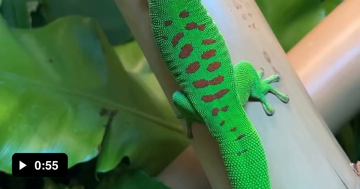 You can bribe EVERYTHING with food - 9GAG