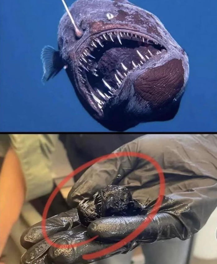 Very disappointed, thought this scary fish was huge. - 9GAG