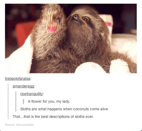 From the "wow this is old" archives #8. Sloths. - 9GAG
