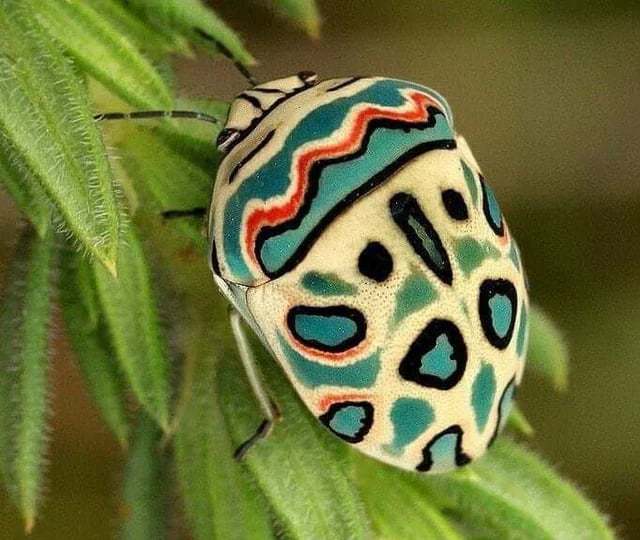 Picasso bug and other name is Sphaerocoris annulus - 9GAG