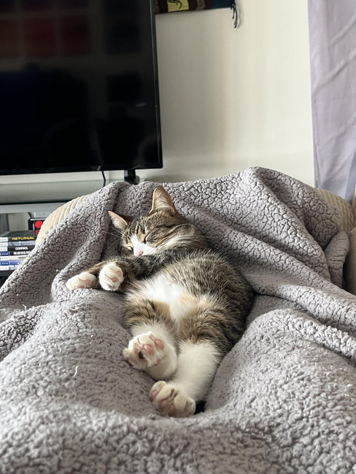 One cozy kitty showing off the beans - 9GAG