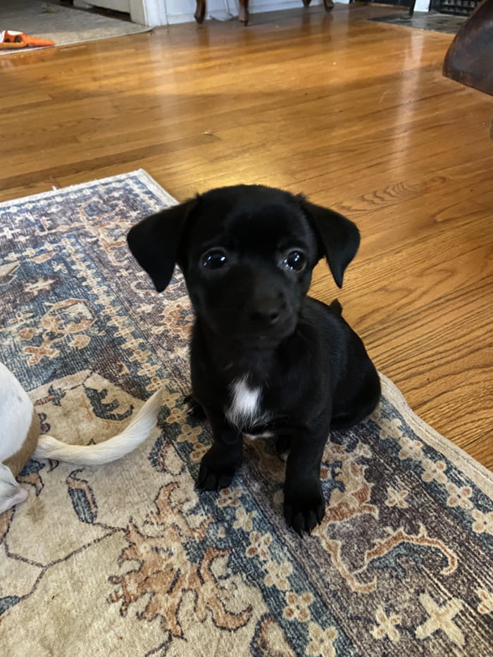 Just got Remy yesterday! - 9GAG