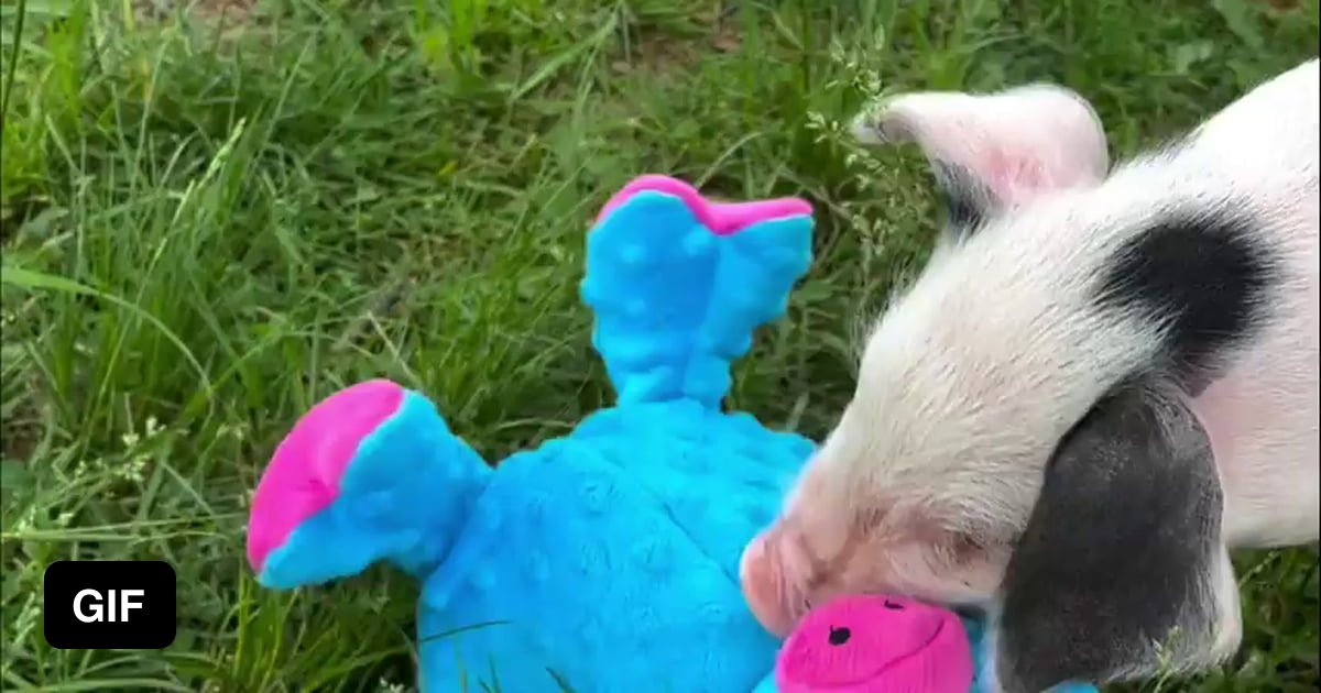 This toy isn't going to last very long at the rate it is getting ...