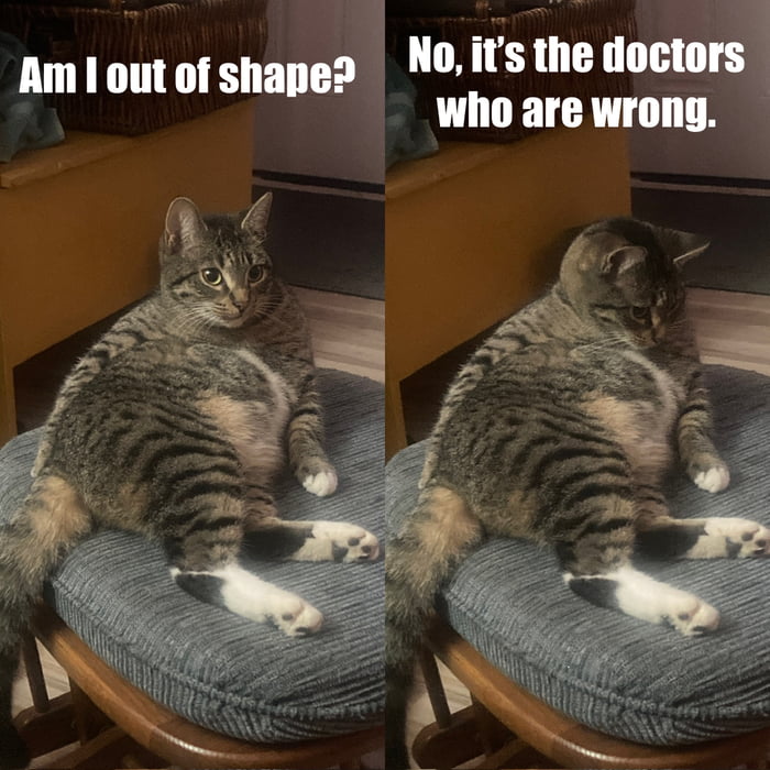 Fat phobia is a real problem that affects 100% of fat people. - 9GAG