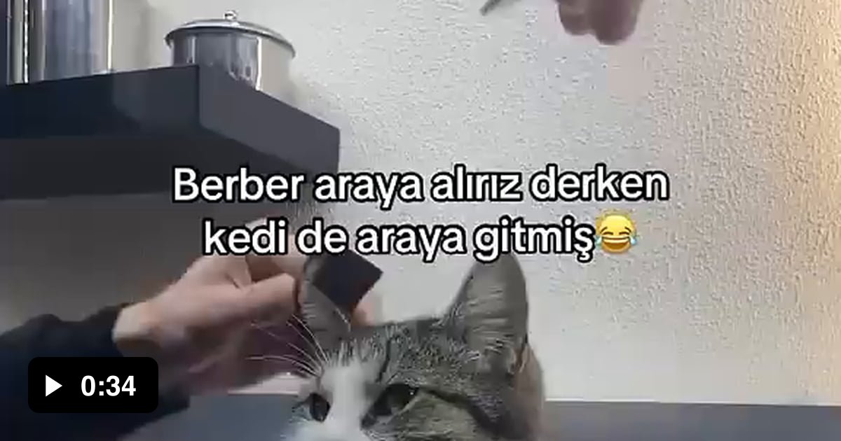 Another regular day in catto country - 9GAG