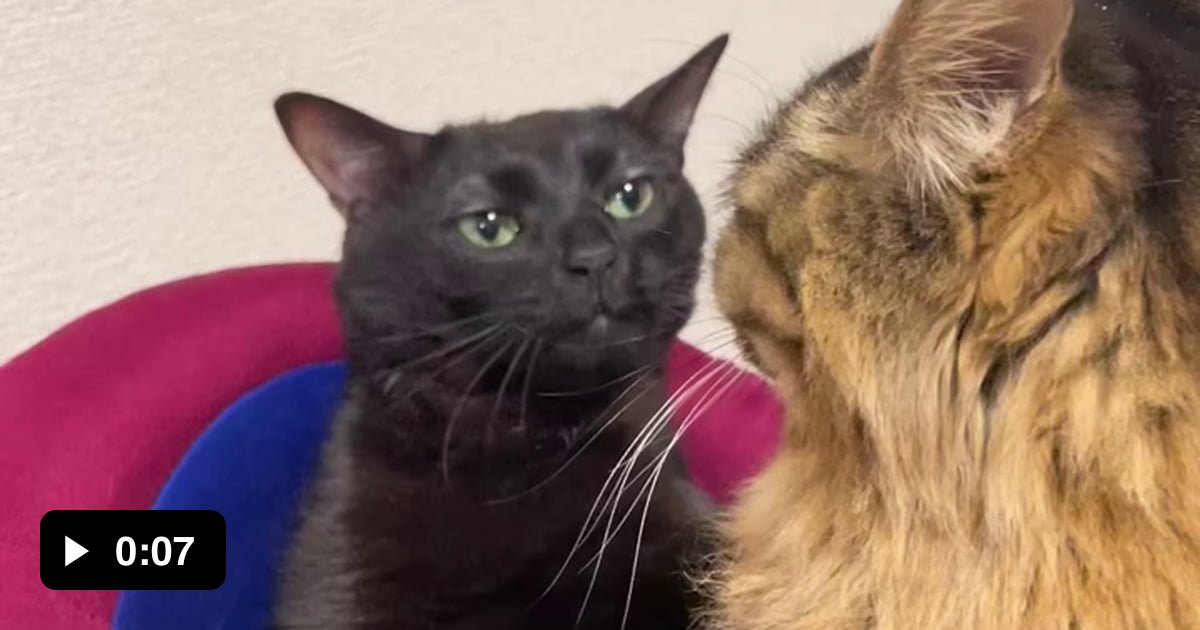 Day 1 of posting original cat meme - 9GAG