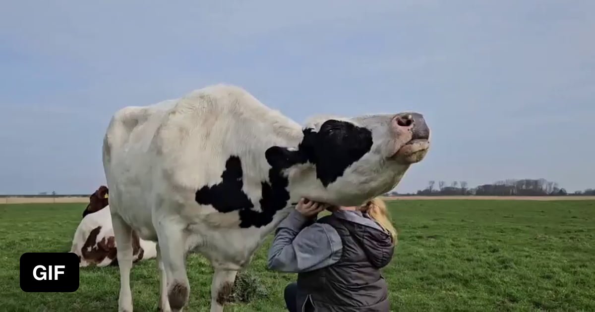 Happy cow face - 9GAG