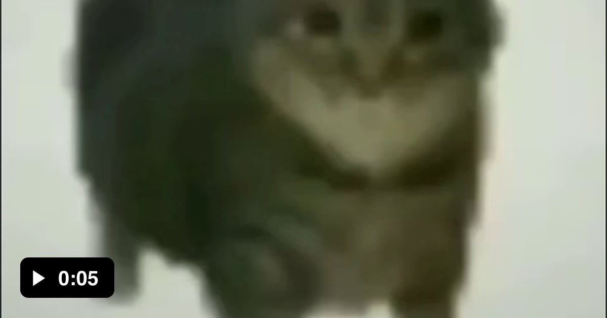Spinning cat - 9GAG