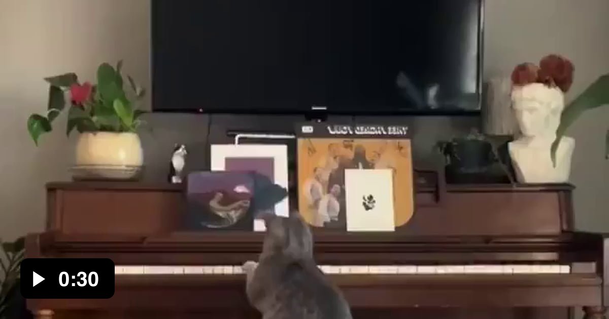 Meowzart creating his masterpiece - 9GAG
