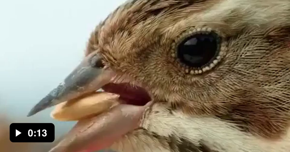 Rustic bunting bird peeling a rice grain with its beak - 9GAG
