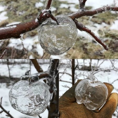 Ghost apples Ghost apples are made from a pretty interesting phenomenon ...