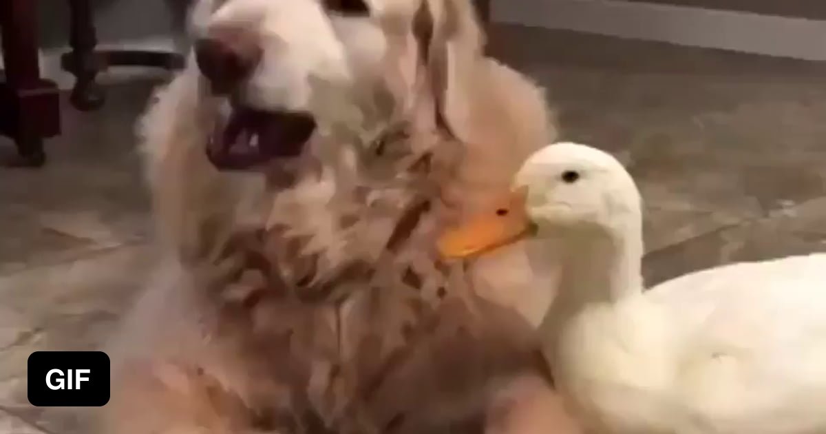 Dog thinks it's a duck and duck thinks it's a dog - 9GAG