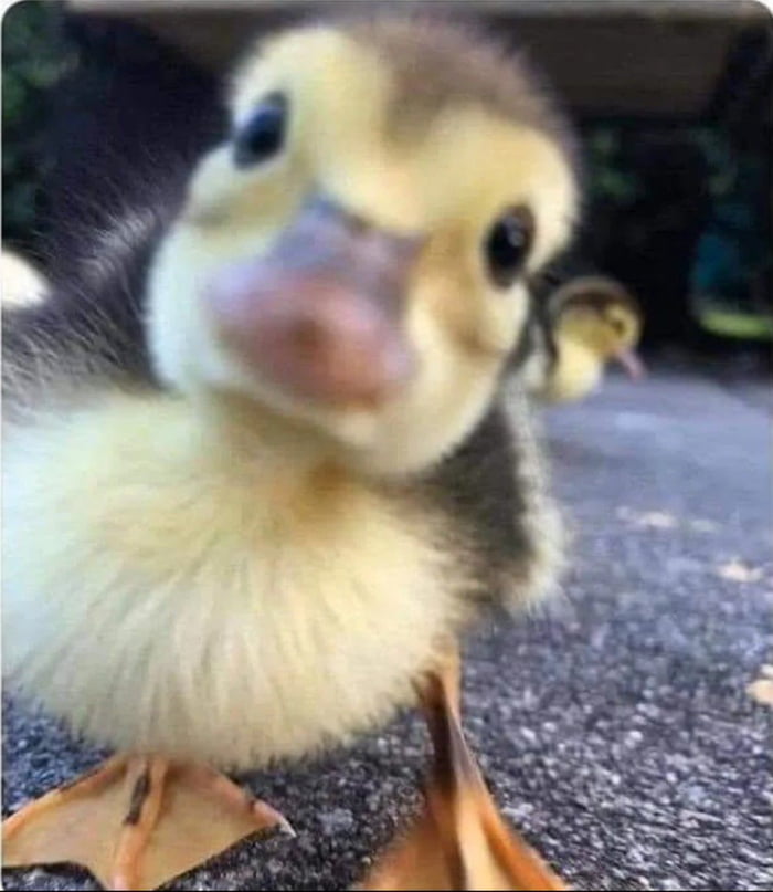 This is Lucky Duckie - upvote and you will have good luck for the rest ...