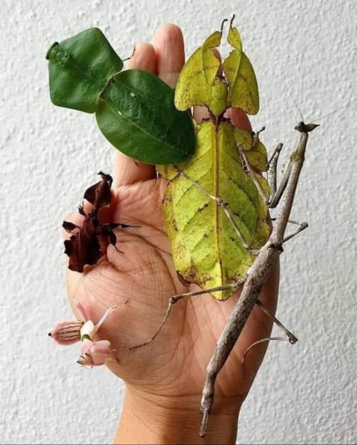 These are not leaves, but insects. - 9GAG