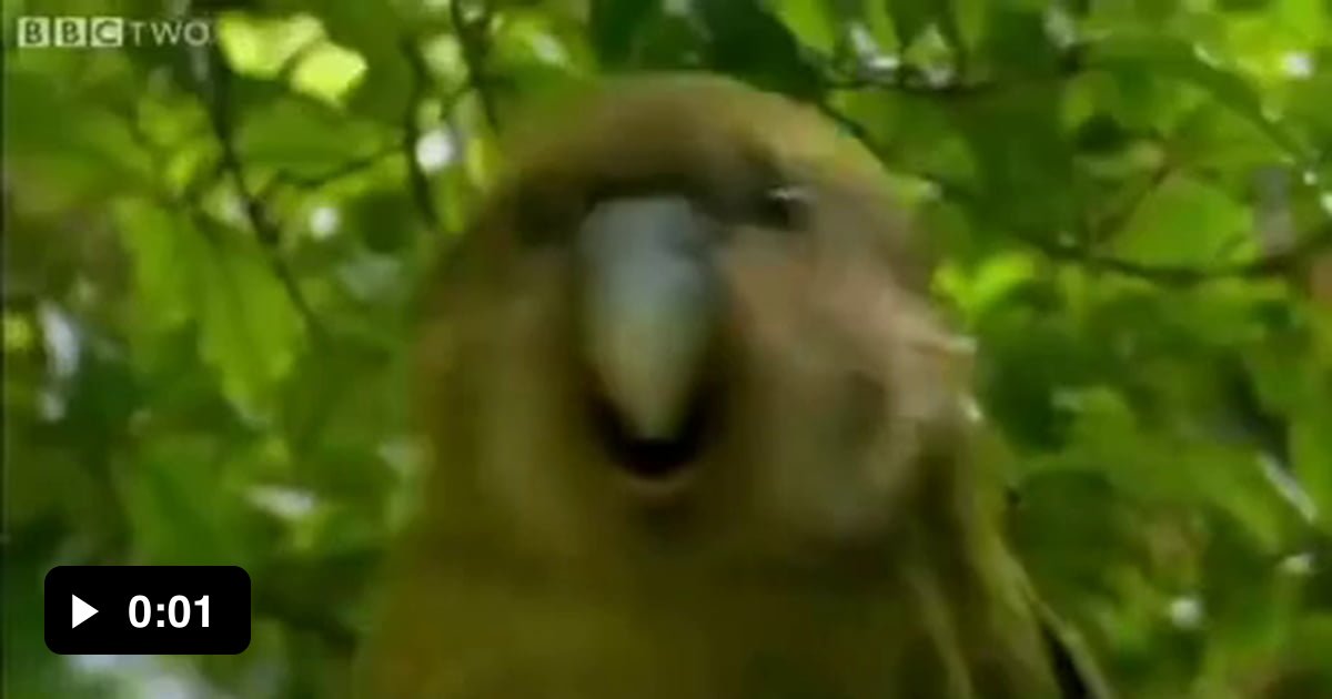 Happy kakapo - 9GAG