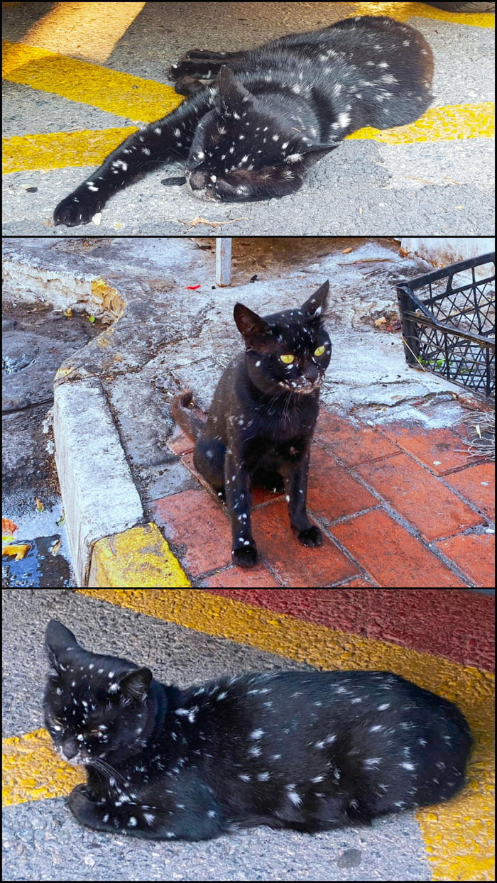 The markings on this cat look like stars - 9GAG