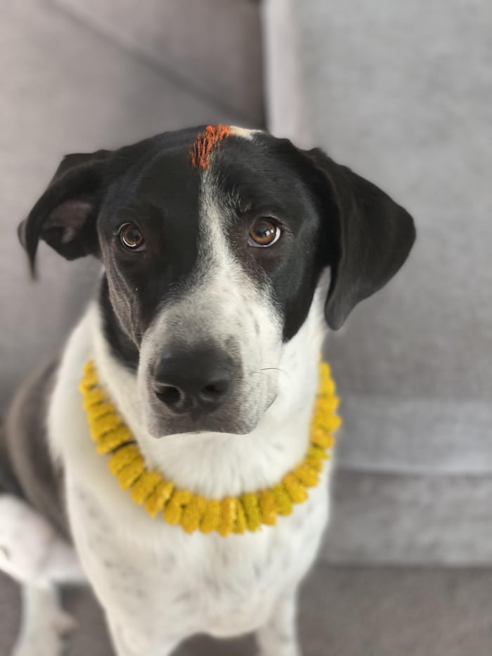 A day dedicated to doggies in Nepal. They are worshipped and thanked ...