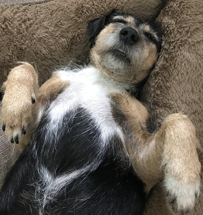 Derpy sleepy doggo - 9GAG