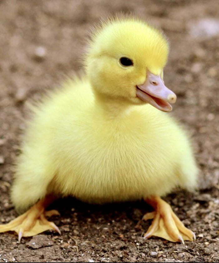 Baby Duck Advice. Love For All, Hatred For None - 9GAG