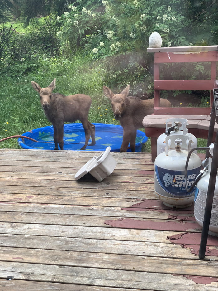 Baby moose are so damn cute - 9GAG