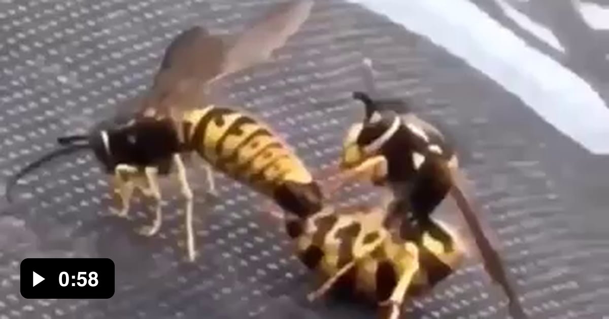 Hahaha this bee - 9GAG