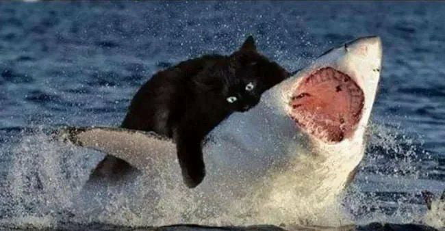 Send me your best cursed animal pics . - 9GAG