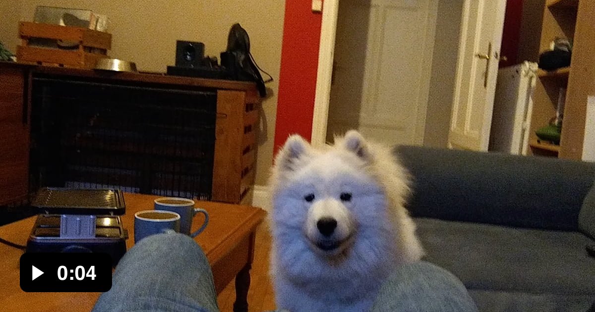 The little fluff ball I am living with! - 9GAG