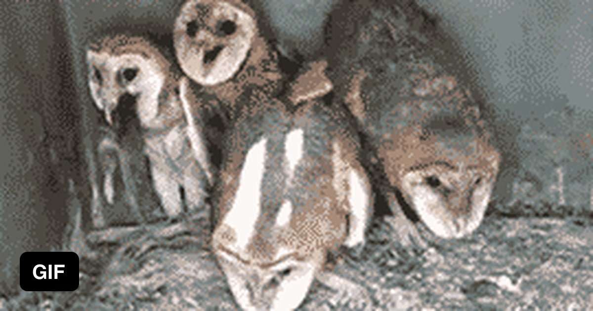 Owls are weird - 9GAG