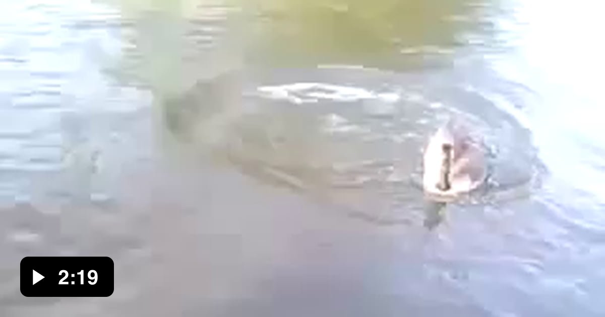 Crazy ass goose - 9GAG