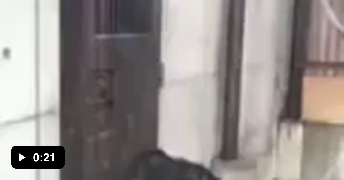 Monkey trying to open the door - 9GAG