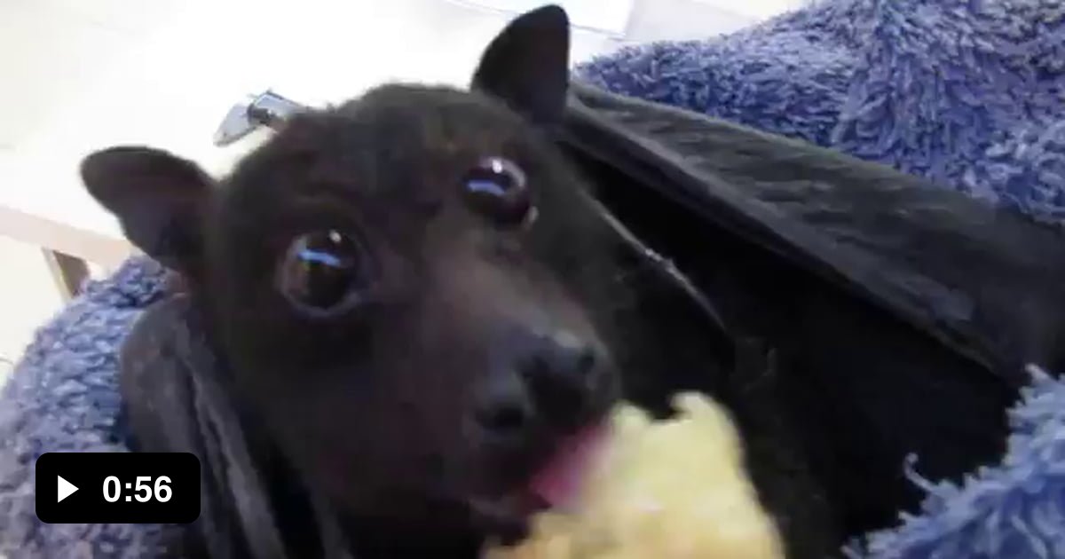 Humphrey the Bat eats a banana - 9GAG