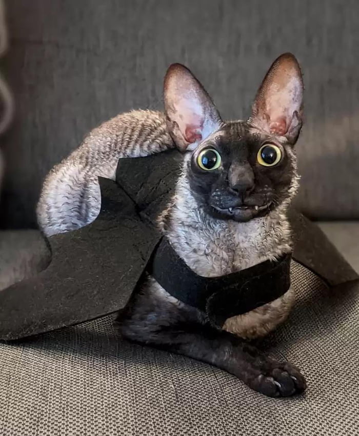 Bat cat - 9GAG