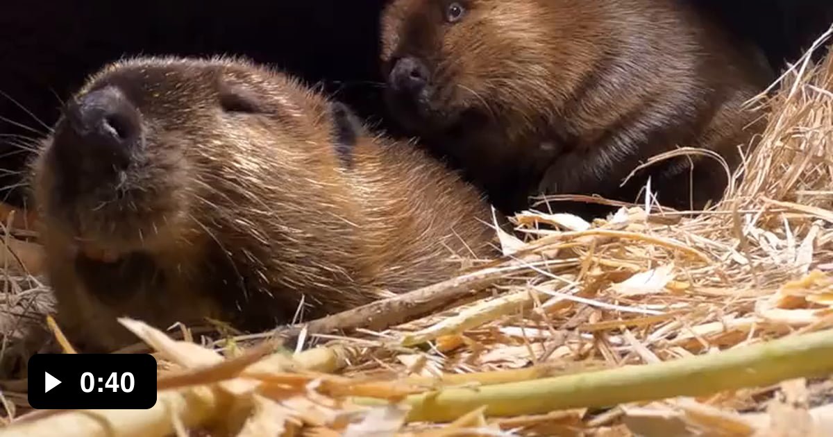 This is what breakfast in bed looks like if you're a beaver... - 9GAG