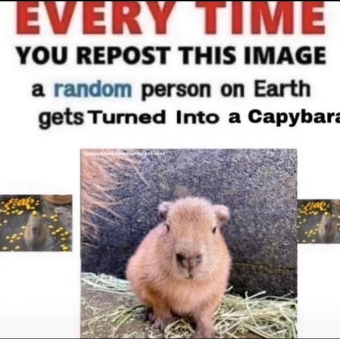 Capybara, the transformer - 9GAG