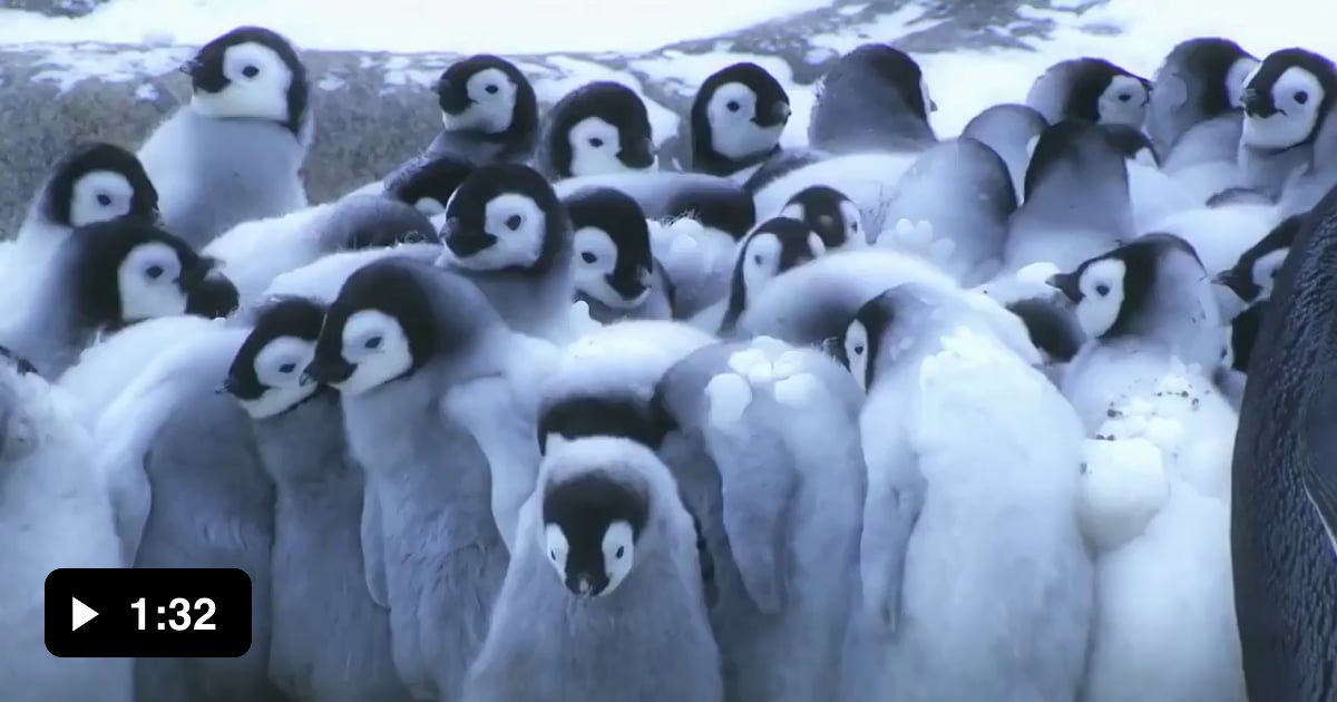 When Emperor penguin chicks are about 50-60 days old, they have become ...