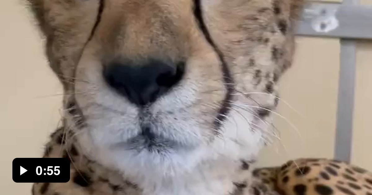 A cheetah purring - 9GAG