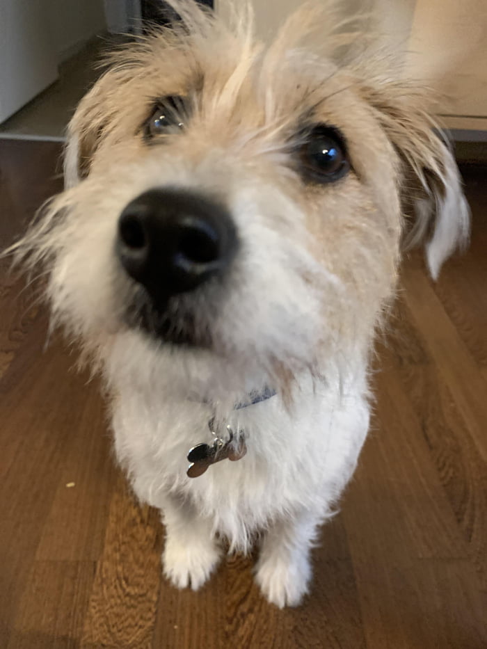 A silly little dog - 9GAG