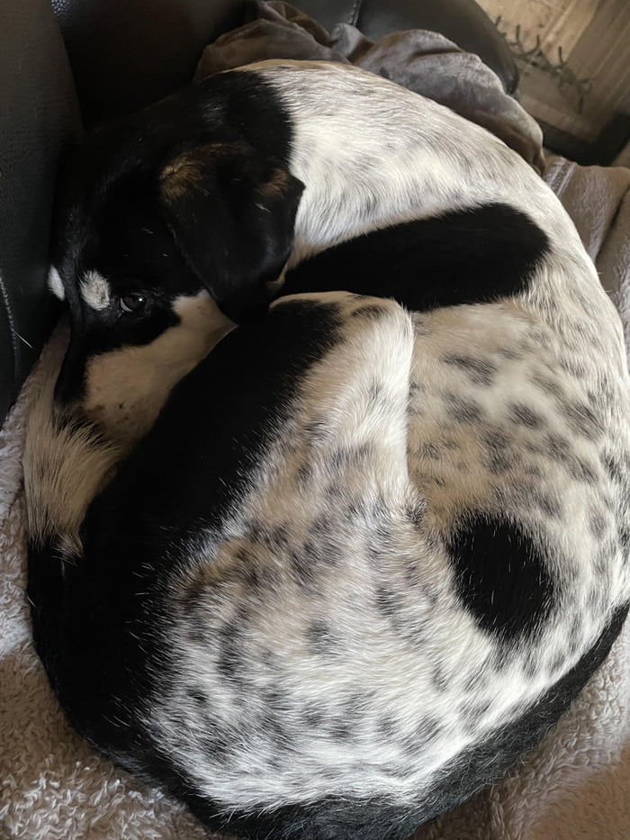 Very rare, round boi. Also known as Banjo - 9GAG