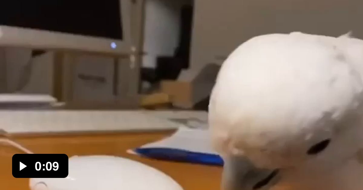 That cockatoo is a proper predator - 9GAG