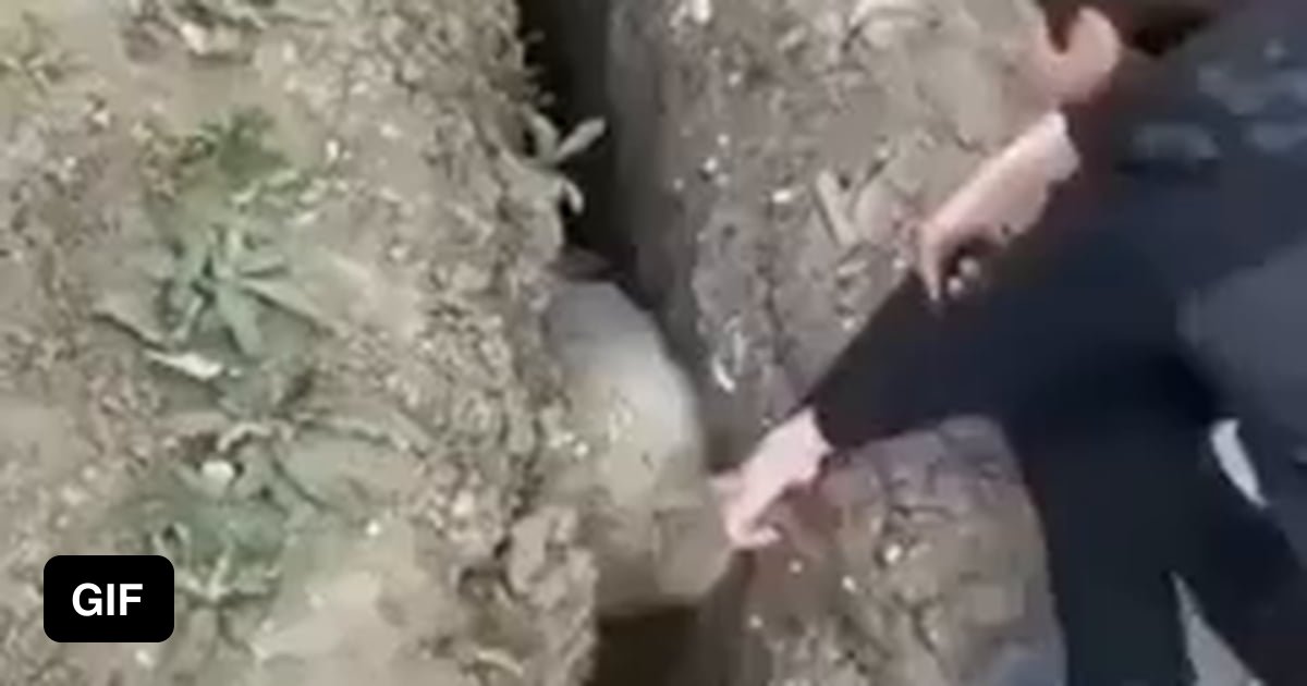 Sheep sheeping - 9GAG