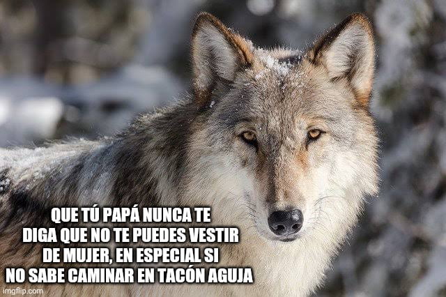 Sello de aprobación del LOBO DE FUD - 9GAG