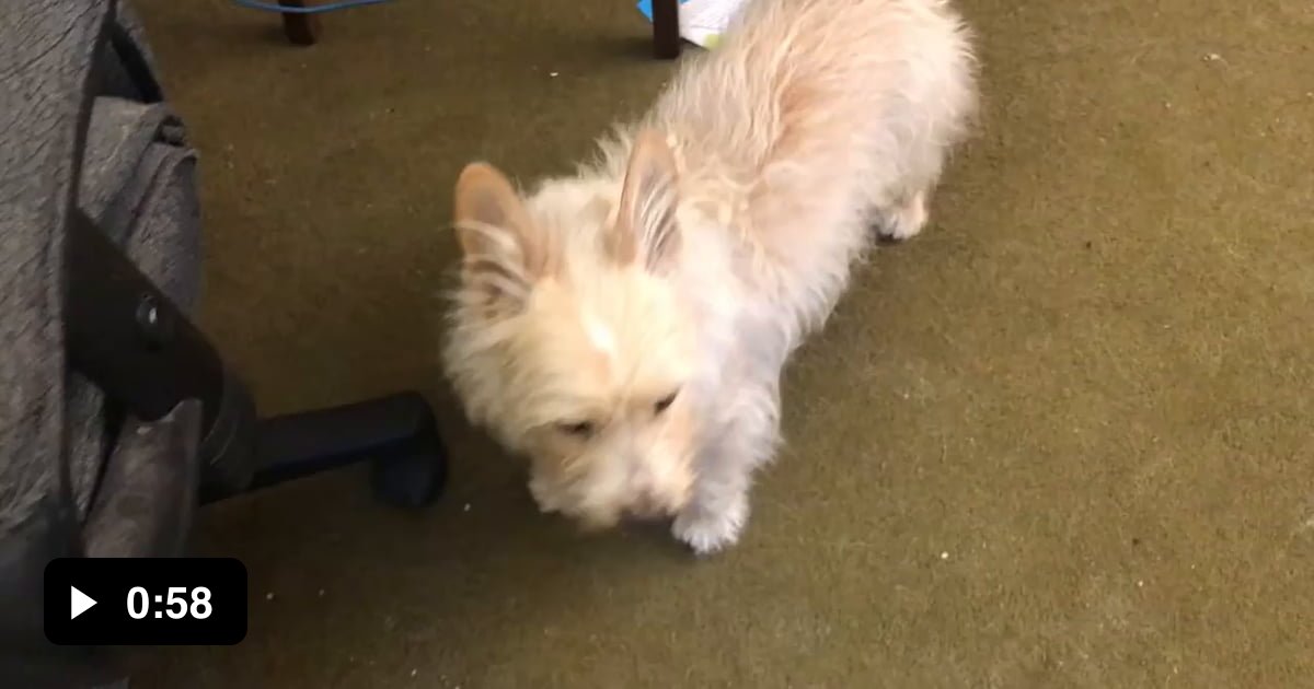 Dog fakes injured leg but recovers when he's told he cannot go for a ...