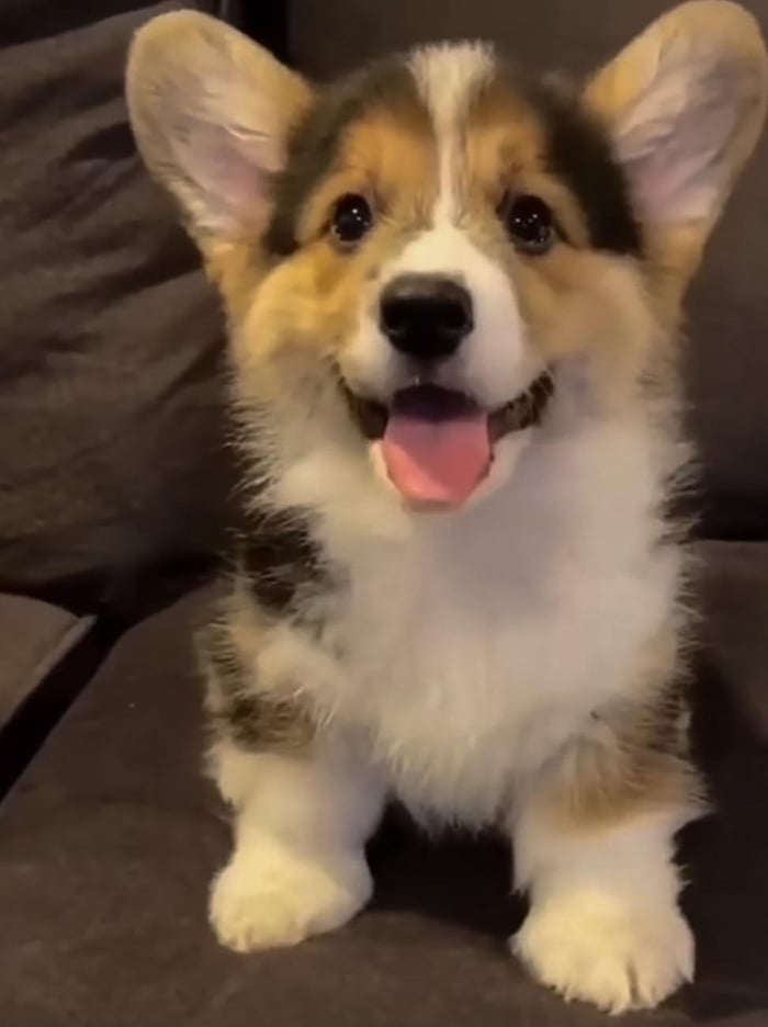 Awoooo - 9GAG
