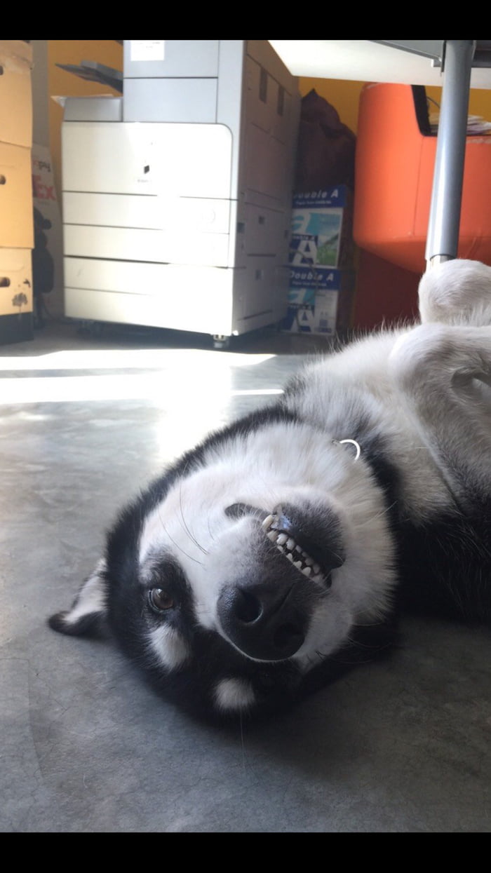 When I see a grey wolf - 9GAG