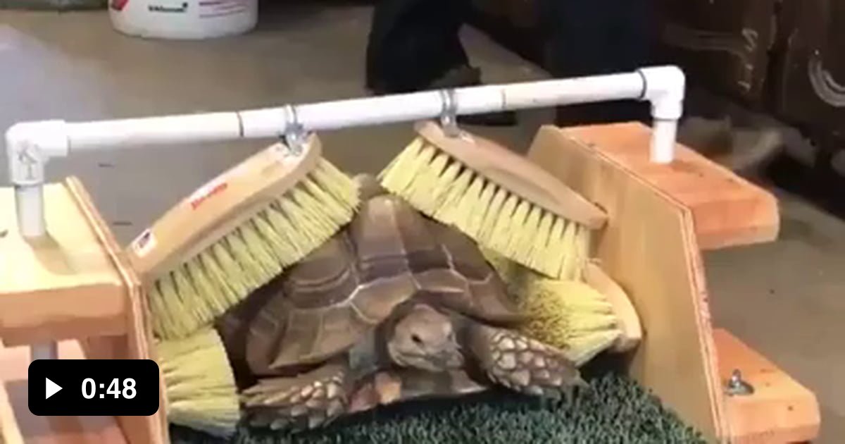 Tortoise shells have nerve endings and are sensitive to the slightest ...